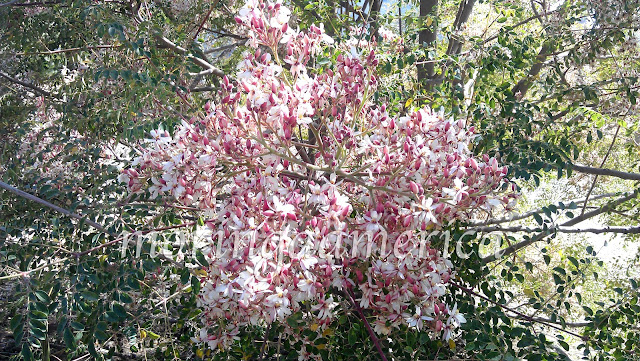 Moringa's Hope - The Miracle Tree: Beautiful Moringa Flowers