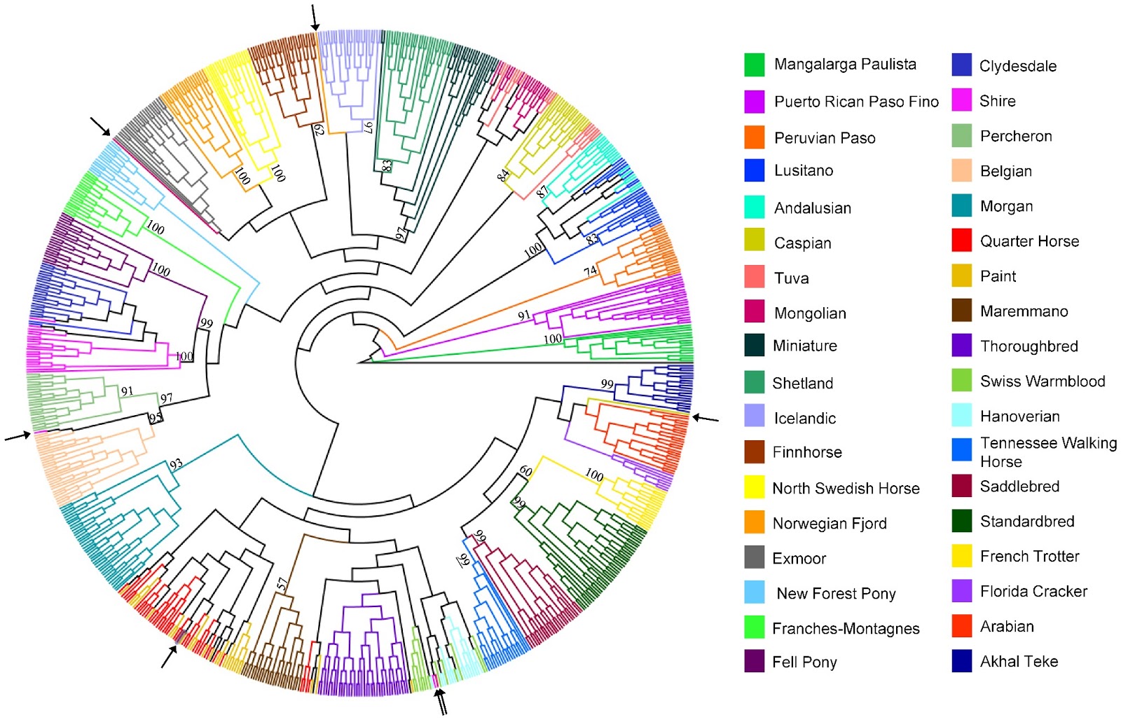 Dienekes’ Anthropology Blog: Genetic diversity of modern horses