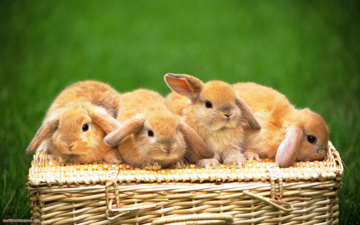 Top 33 Beautiful And Cute Rabbit Wallpapers In HD