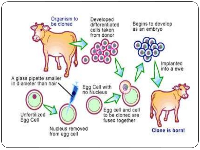 Embrio Transfer (TE), bag 2. - Mydokterhewan