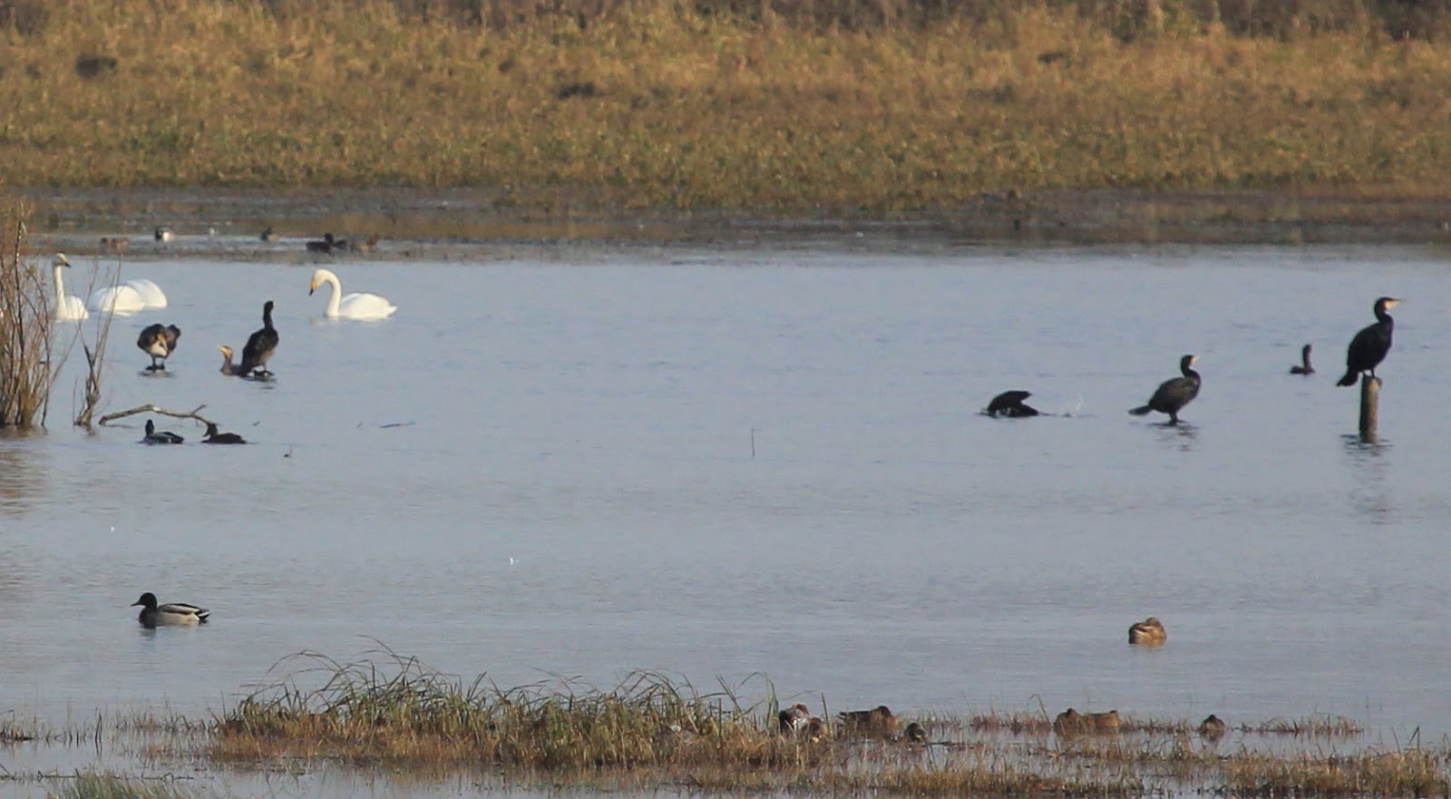 andrew bulmer photography: Wheldrake Ings & North Duffield Carrs
