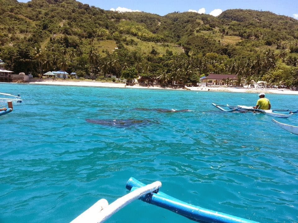 THIS IS MY CEBU: Butanding ( Visit to the Gentle Giants)