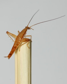 LinkNotes: World's only Jumping Cockroach