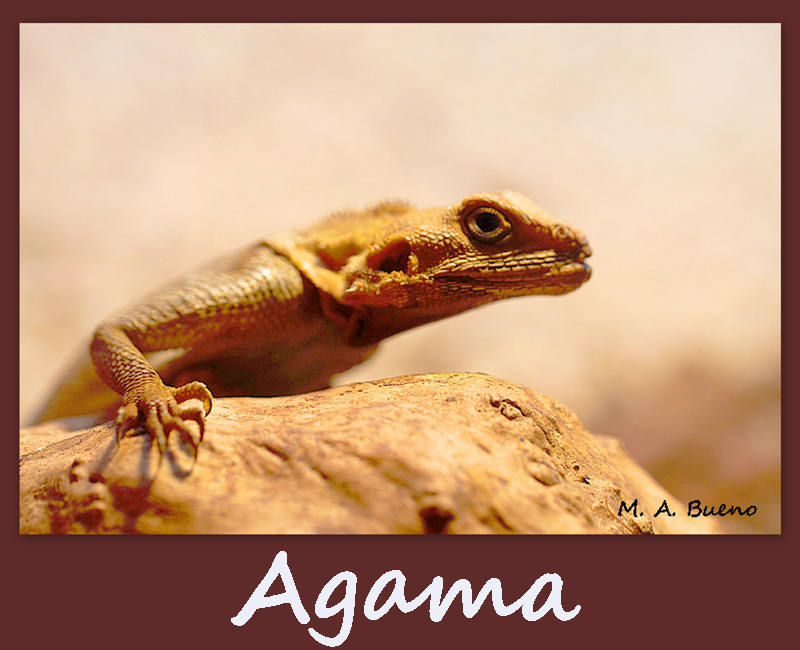 Foto-Natura-Huesca: SAURÓPSIDO Agama François Marie Daudin, 1802 агамы ...