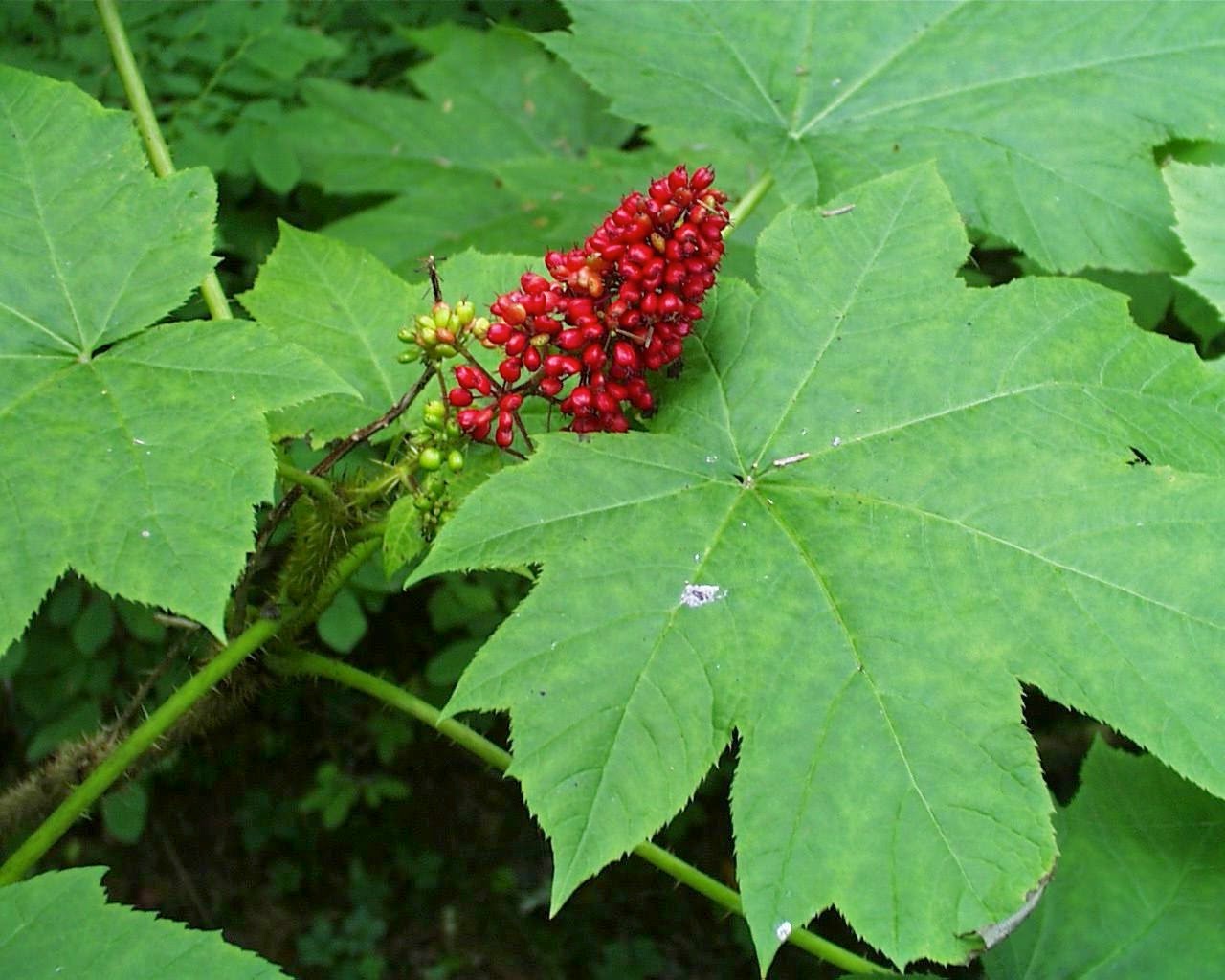 Blog FUAD - Informasi Dikongsi Bersama: Top 10 Devil’s Plants