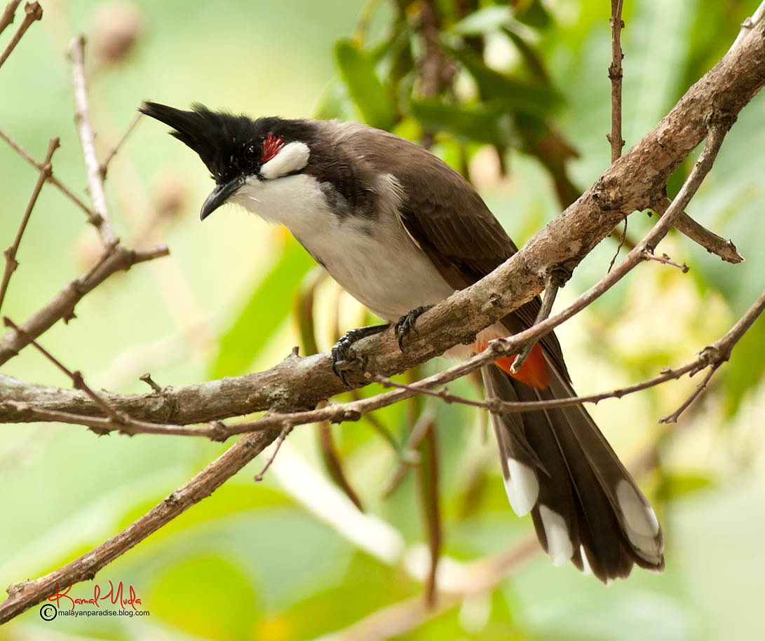 SOUTH EAST ASIA BIRDS - Malaysia birds paradise: August 2013