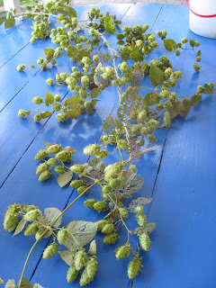Red Bucket Farm: Hops Harvest