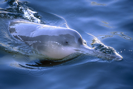 Baiji-Chinese River Dolphin