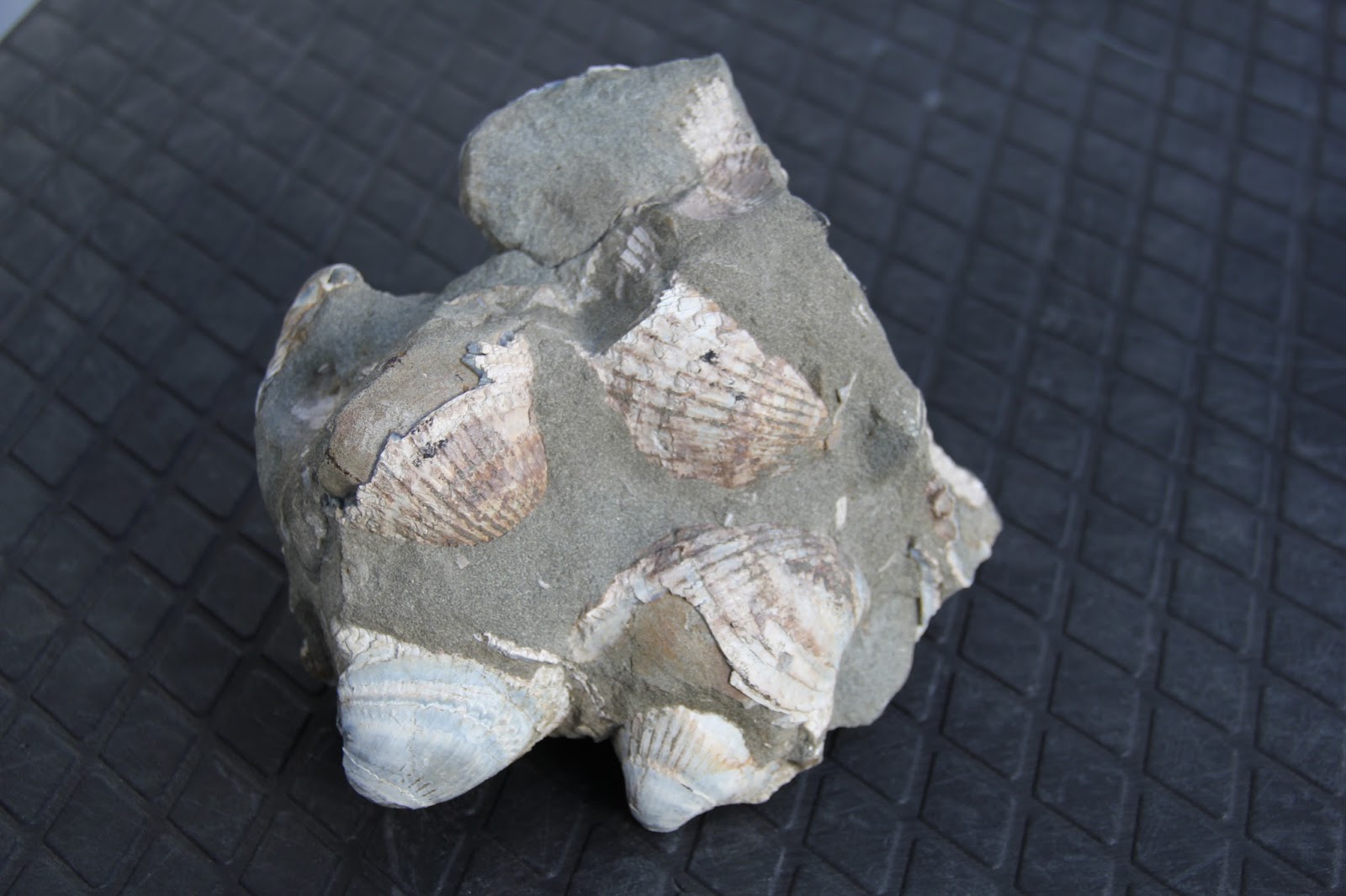 Isabella Conservation District Environmental Education Program: Fossil ...