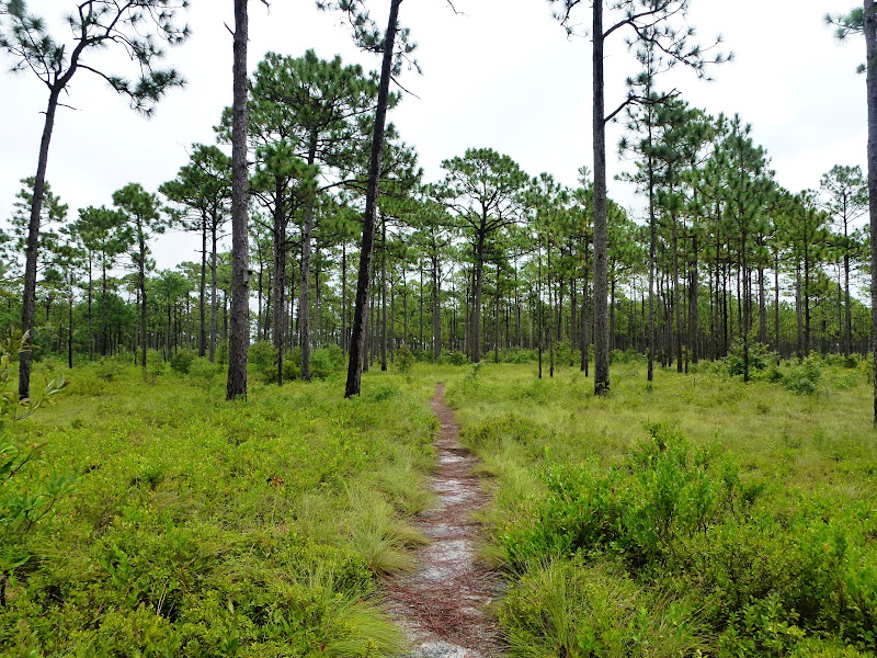 North Carolina Hikes: Patsy Pond Nature Trail (Croatan National Forest)