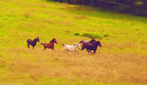 EKOGEO: SABANA : PADANG RUMPUT DI DAERAH TROPIS