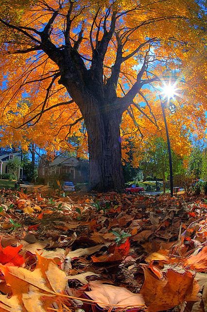 Autumn in Decatur, Georgia ~ Photos Hub