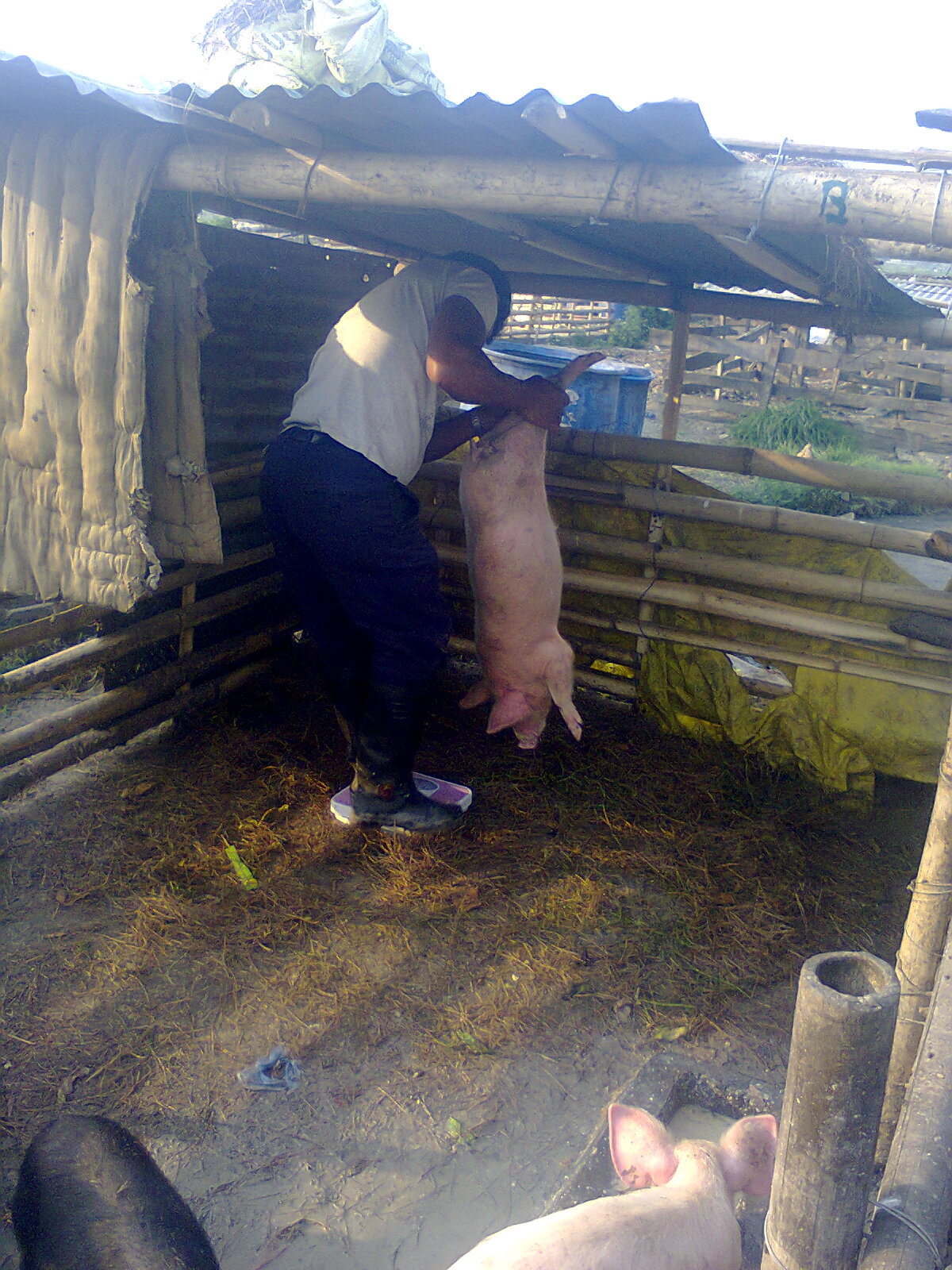 My Scientific Blog - Research and Articles: Nepali pig farmers learn ...
