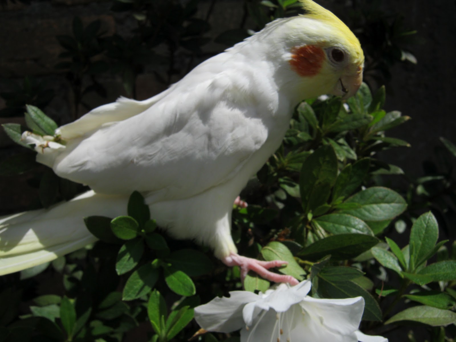 MI MASCOTA FAVORITA: Aves Ornamentales Tiernas