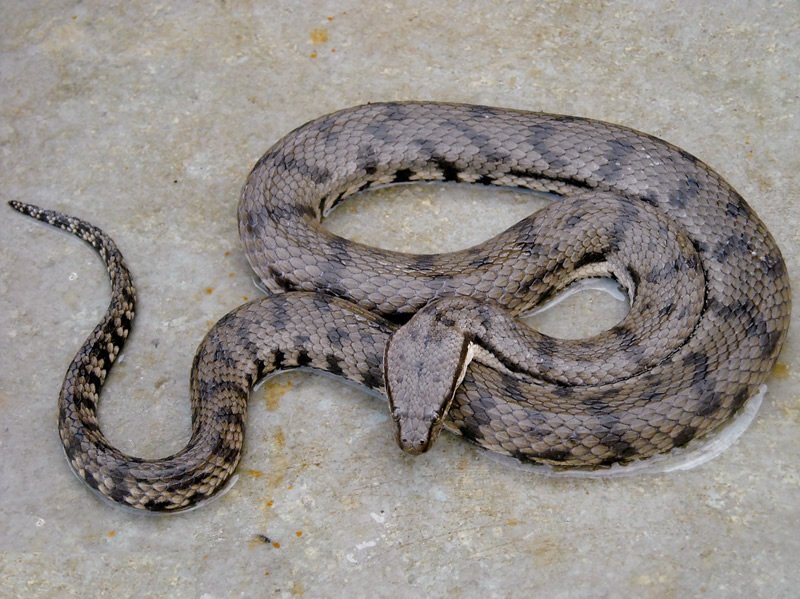 Reptile Research and Conservation Trust Of India: 30 Species Of Indian ...