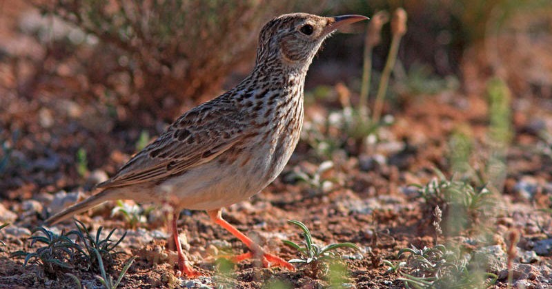 "de Jabugo y oros": Alondra..