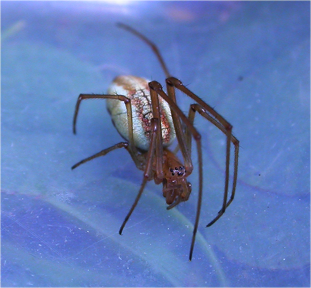 Arachnerds: Large Jawed Orb Web Spiders - Tetragnatha sp.