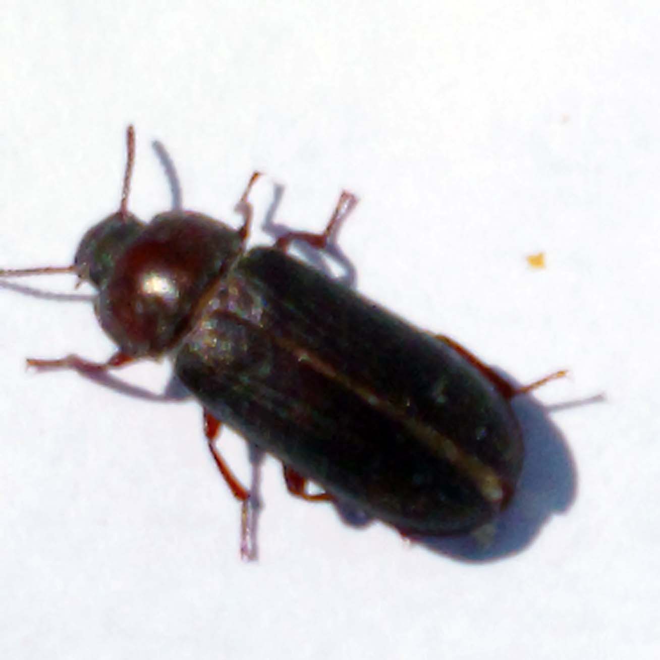 Fitzpatrick Farm: Raising Mealworms