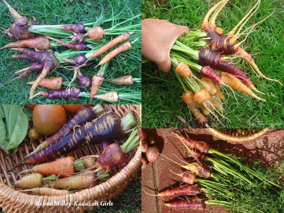 Kebun Bahagia Bersama: Asal Usul Carrot ( Stok carrot yang ada)