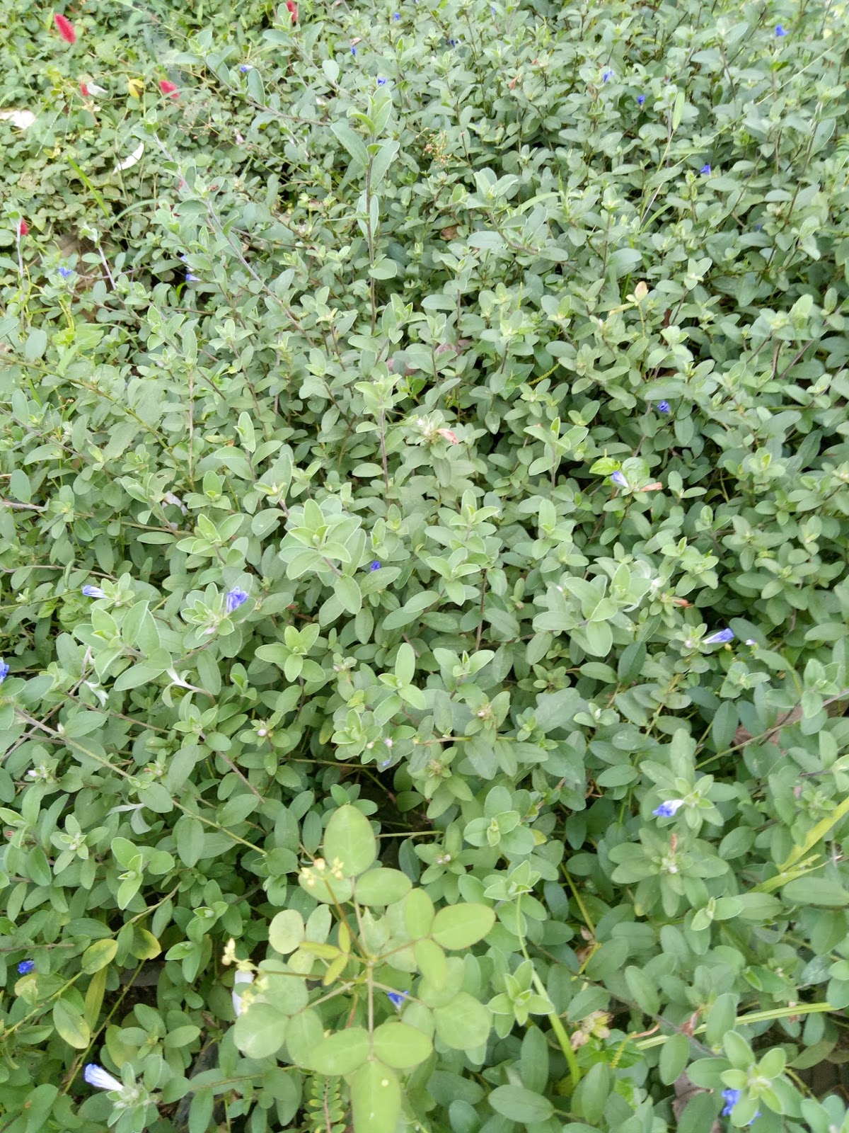 TOKO TANAMAN HIAS SEMARANG ~ SINOX NURSERY