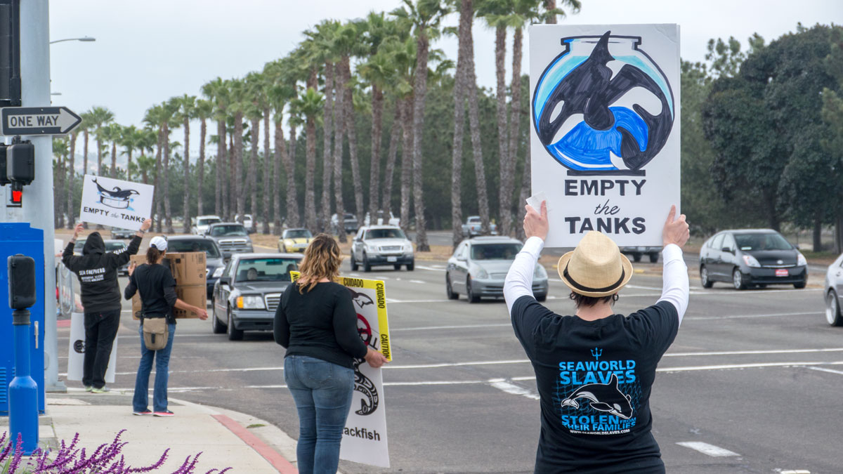 Eye Paint Art: Anti-SeaWorld Protests Gain Momentum