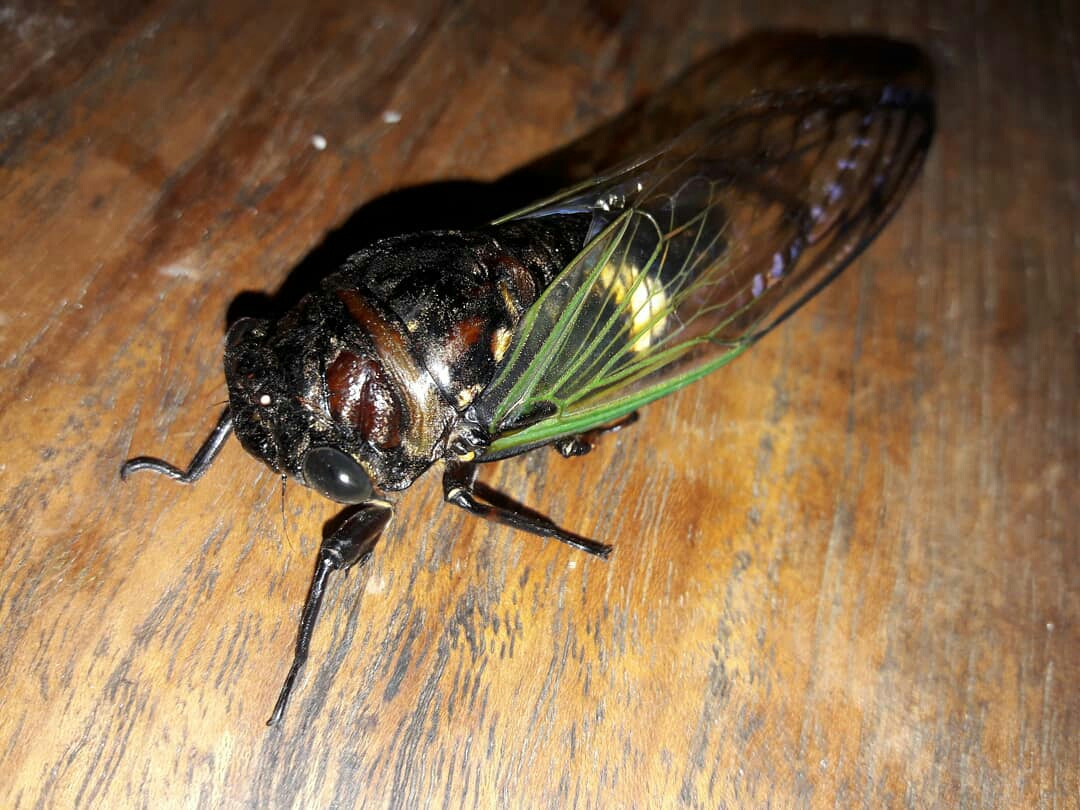 TONGGERET !! SERANGGA BERNYANYI.