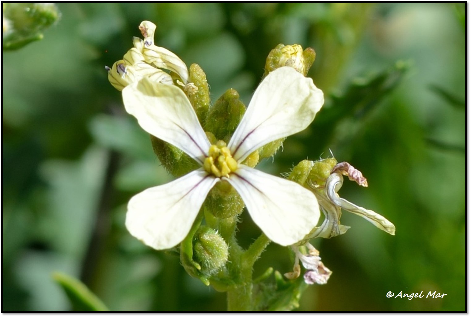 Butterflies and Dragonflies: Eruca vesicaria (Planta nutricia de la ...