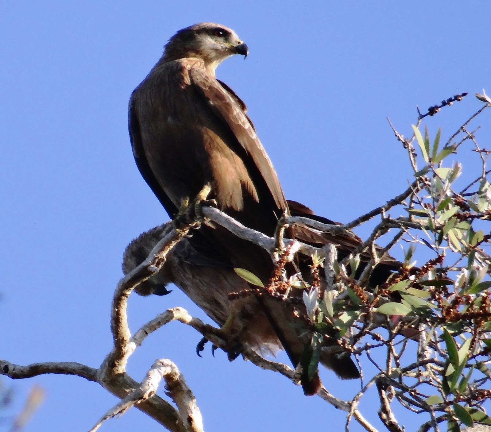 sunshinecoastbirds: Raptors of the Maroochy River Canelands