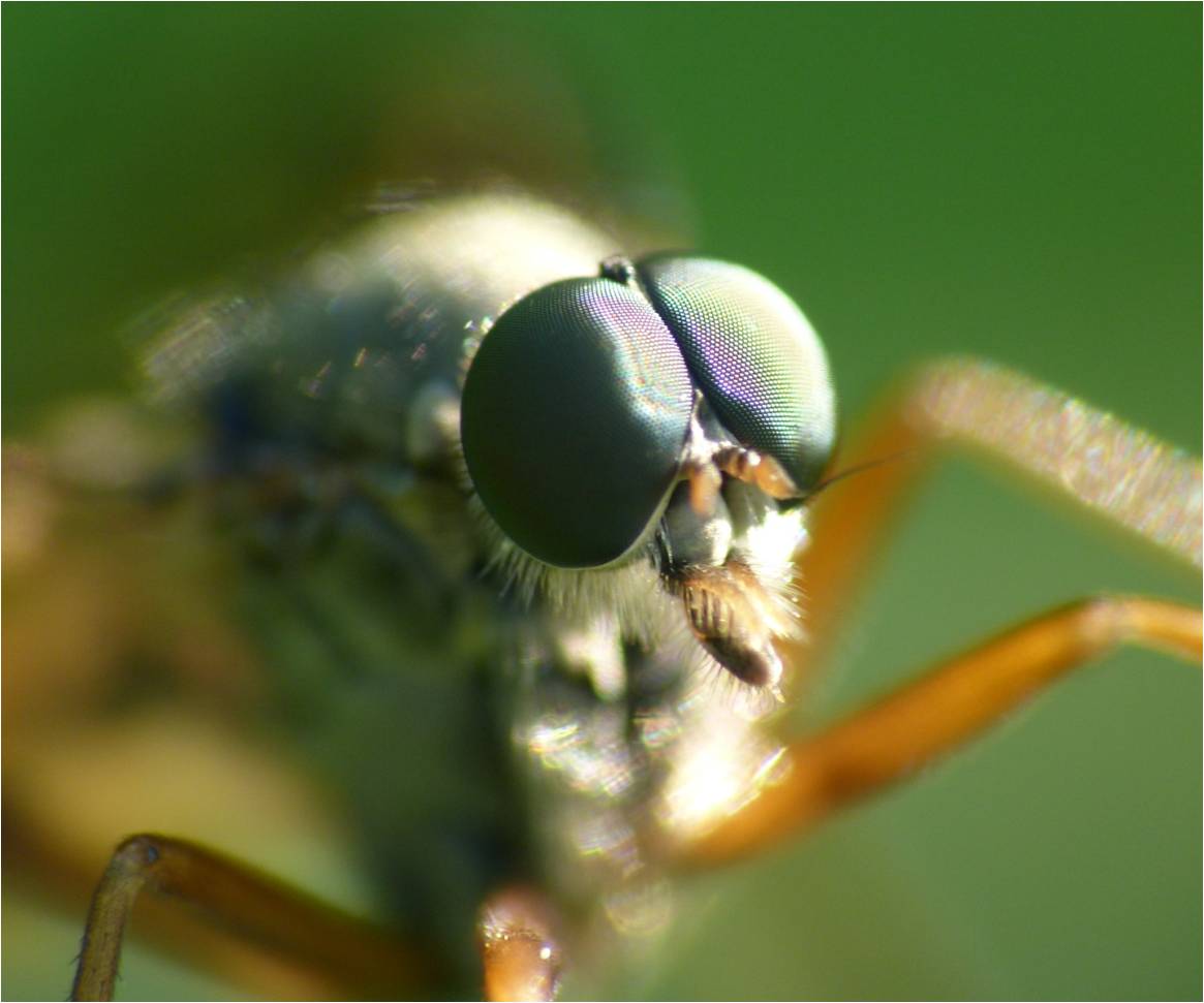 Insects of Scotland: Snipe Flies