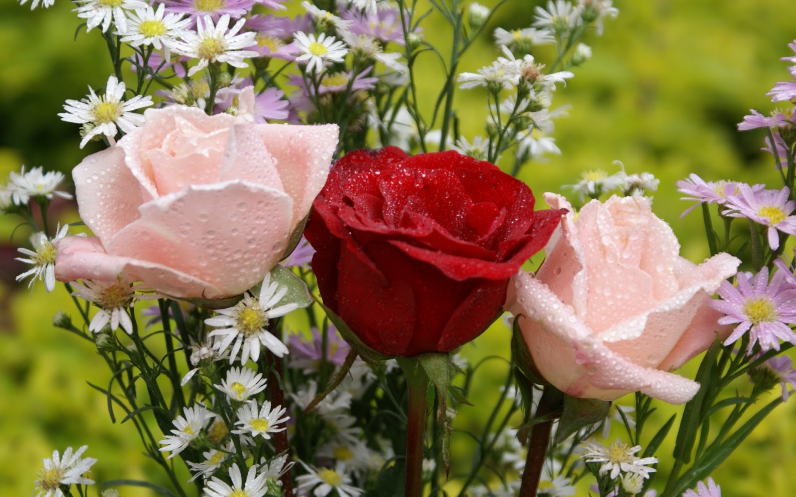 Anh Hoa Hong Dep Nhat