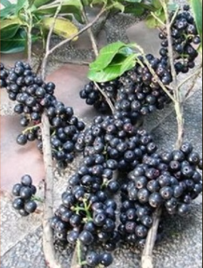 INFO TORAJA: Masa Kecil Kalian Di Toraja?? Pasti Kenal Buah-buahan ...