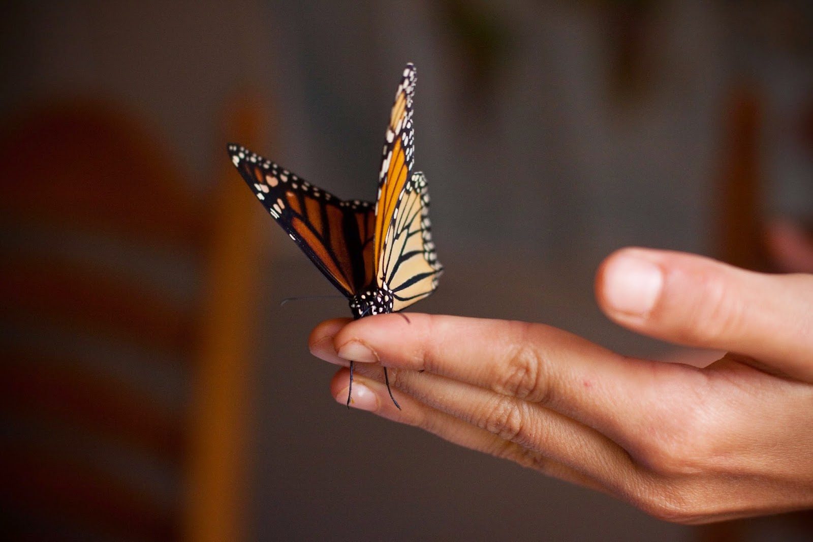 Chronicles of Creation: HOW TO HOLD A MONARCH BUTTERFLY