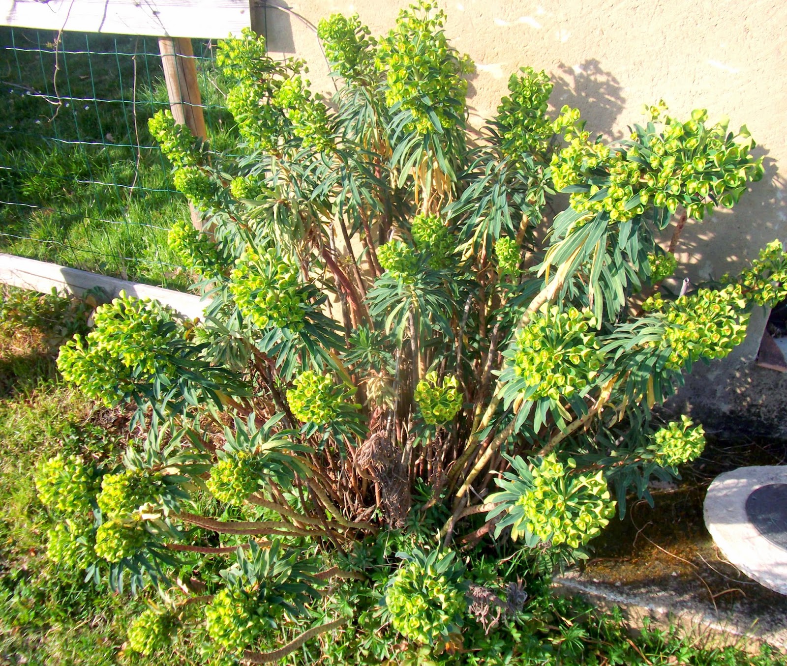 Magnon's Meanderings: Euphorbia.