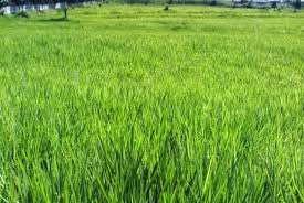 ILMU PETERNAKAN, PERTANIAN DAN MAMFAATNYA BAGI DUNIA: JENIS-JENIS ...