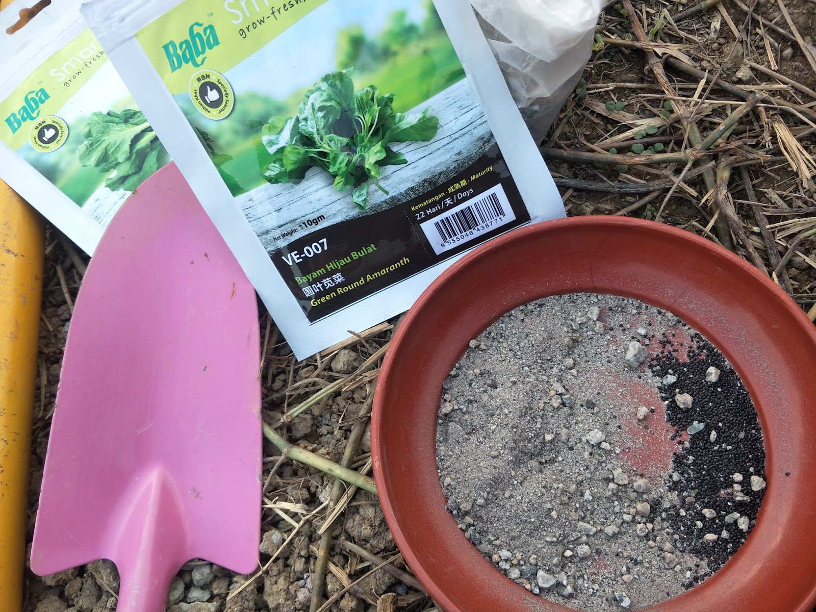 MINGGU 2: MEMBAJA DAN MENYEMAI BENIH