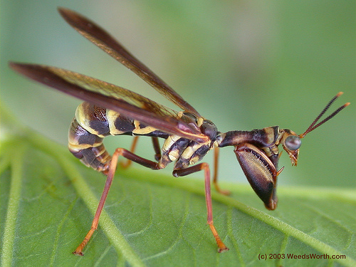 The Rantings of a Gothic Atheist: The Mantidflies, family Mantispidea