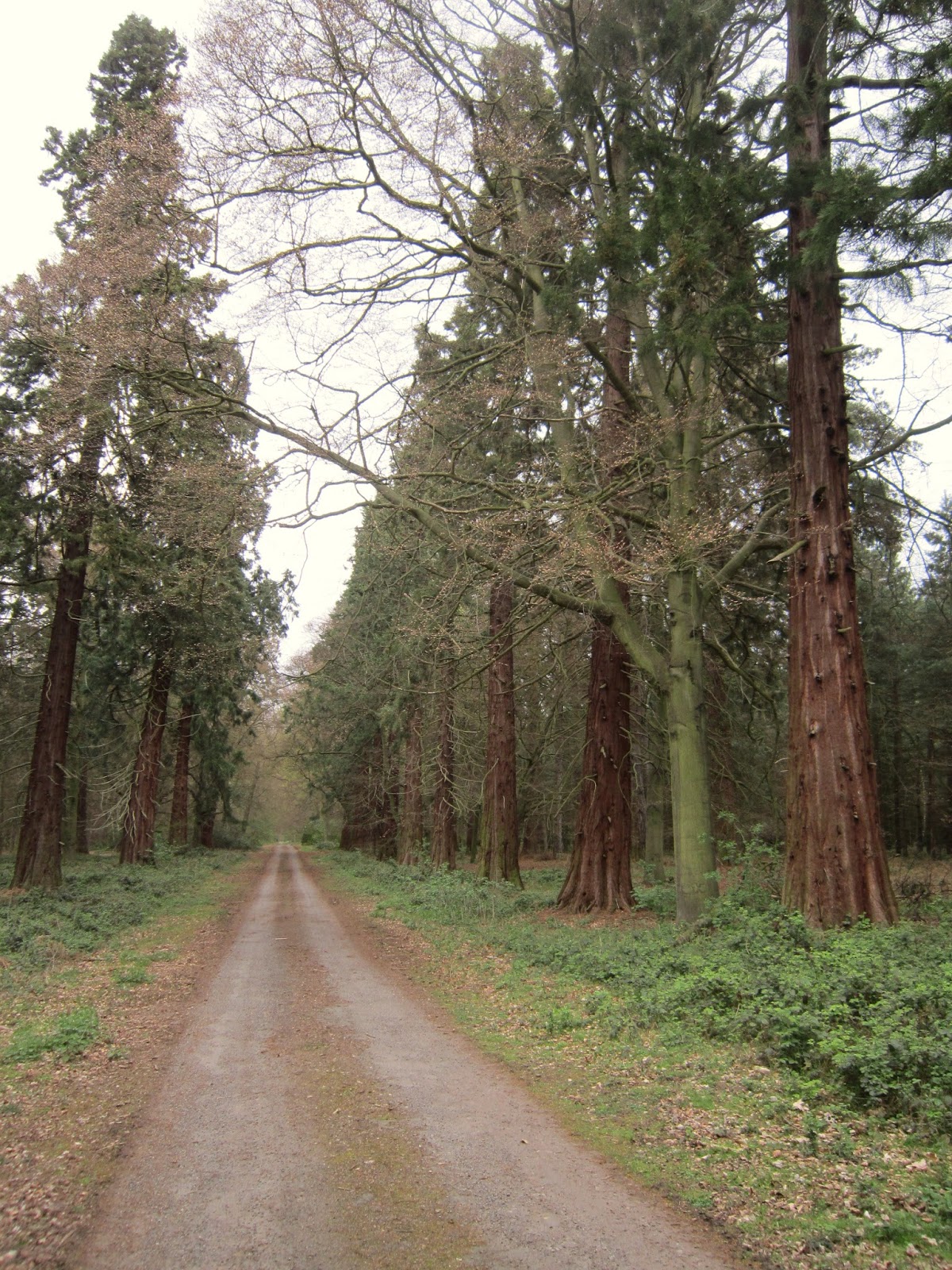 coastrider: Roadtrip! ; Sherwood Forest