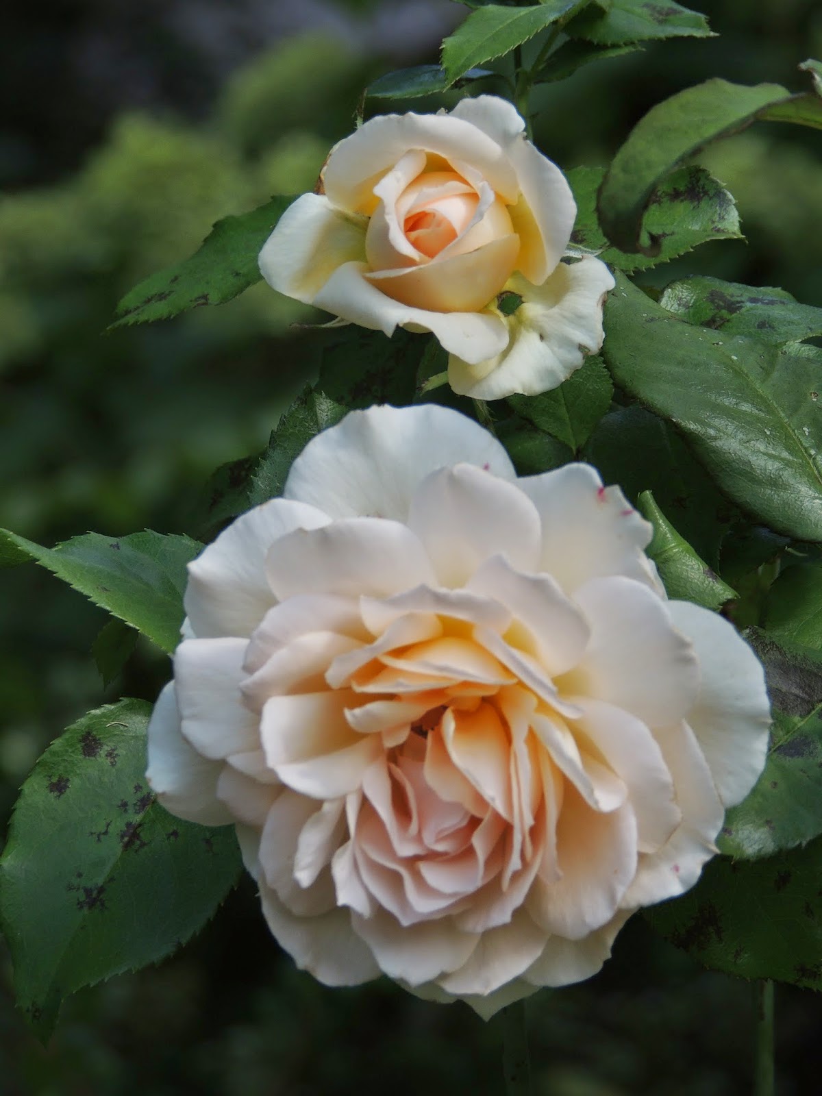 IL ETAIT UN PETIT JARD'AIN ...: SI LA ROSE M'ETAIT CONTEE