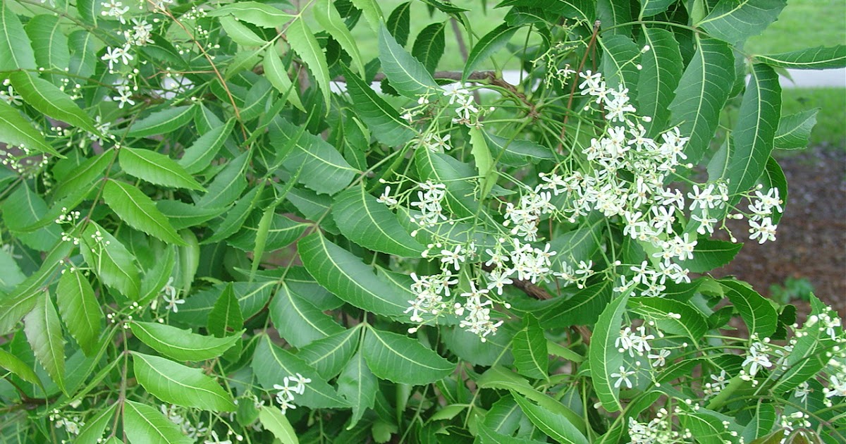 NEEM TREE AND ITS USES: