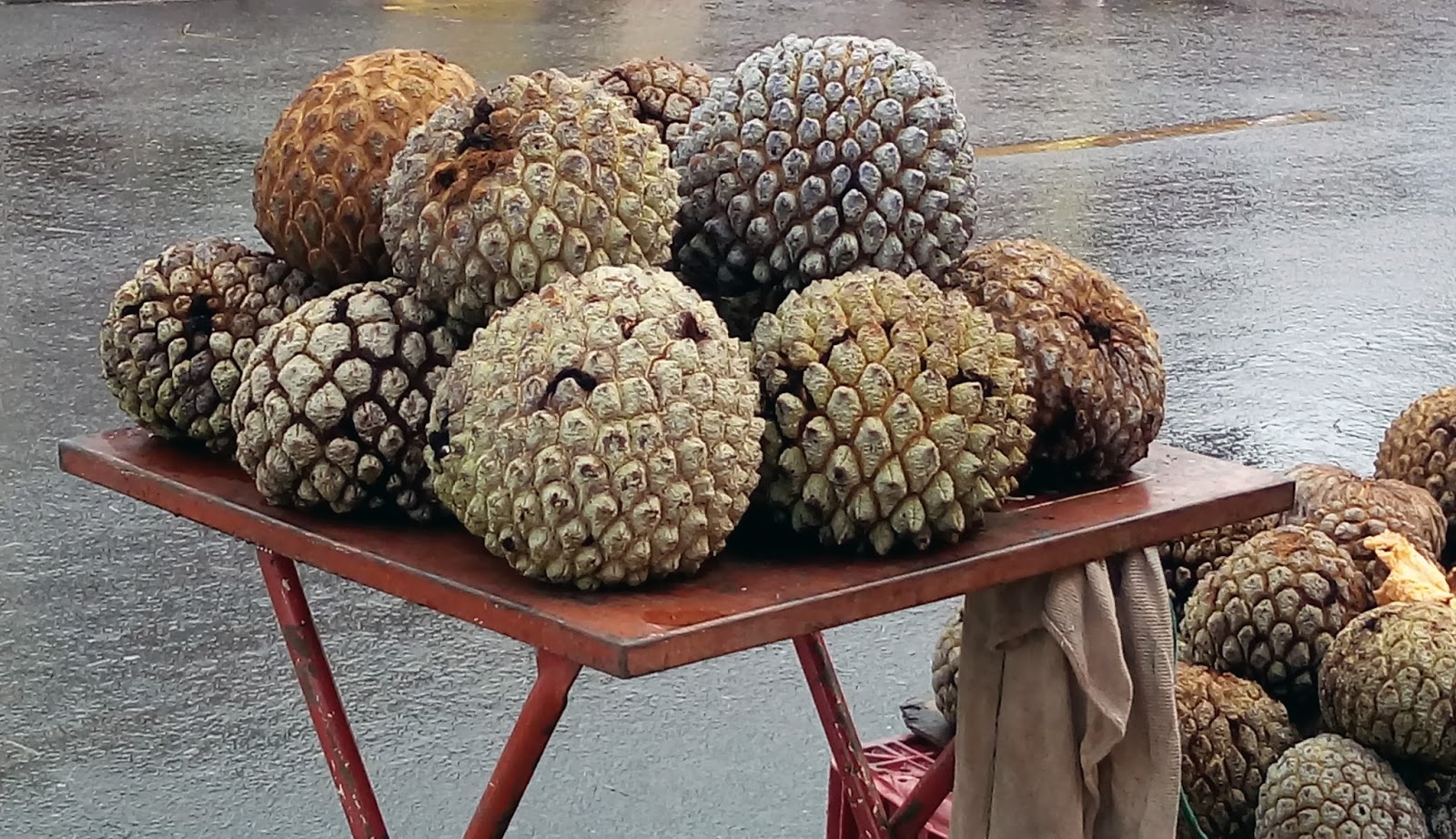 Araticum (Annona crassiflora Mart.) | A planta da vez