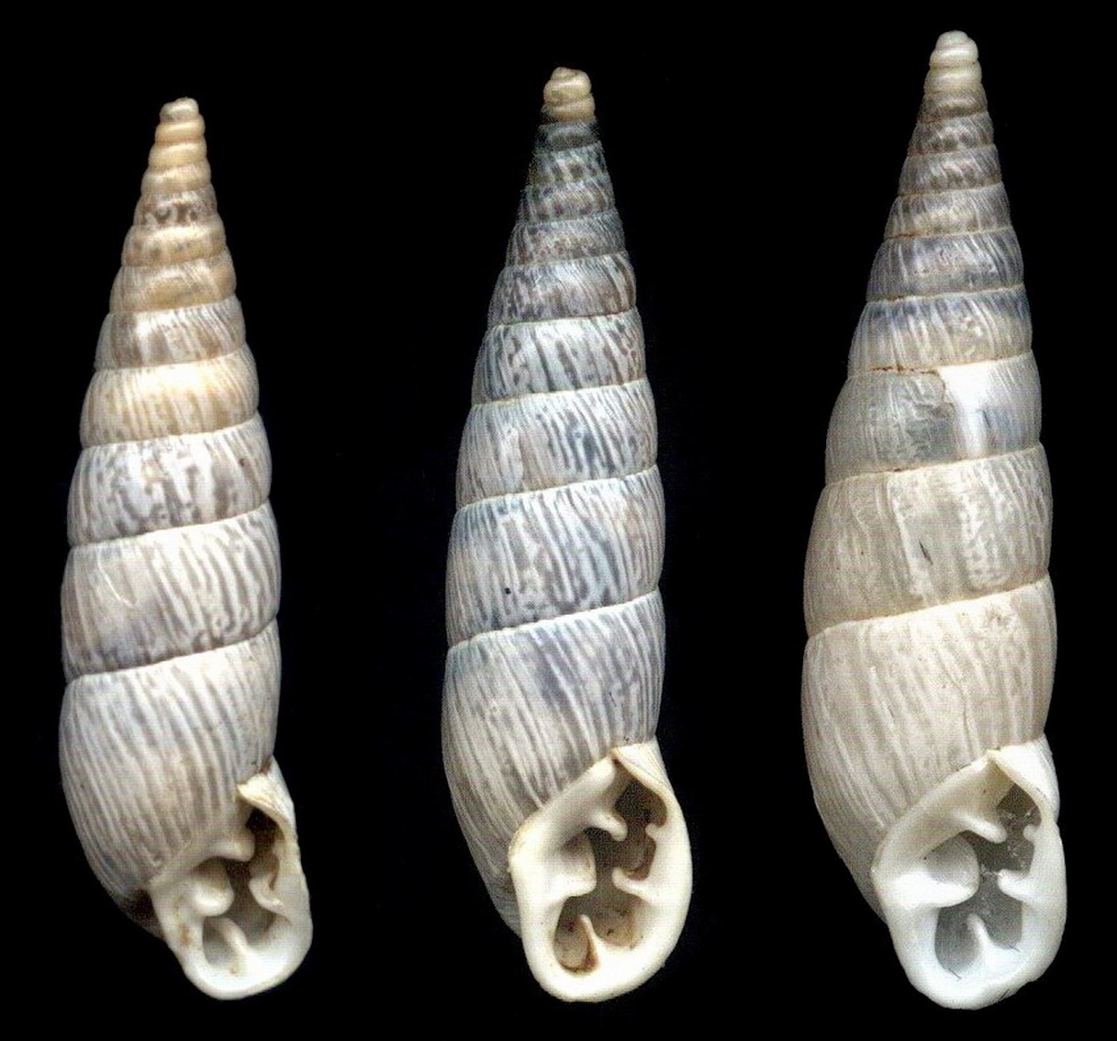 Moluscos terrestres de Argentina: marzo 2015