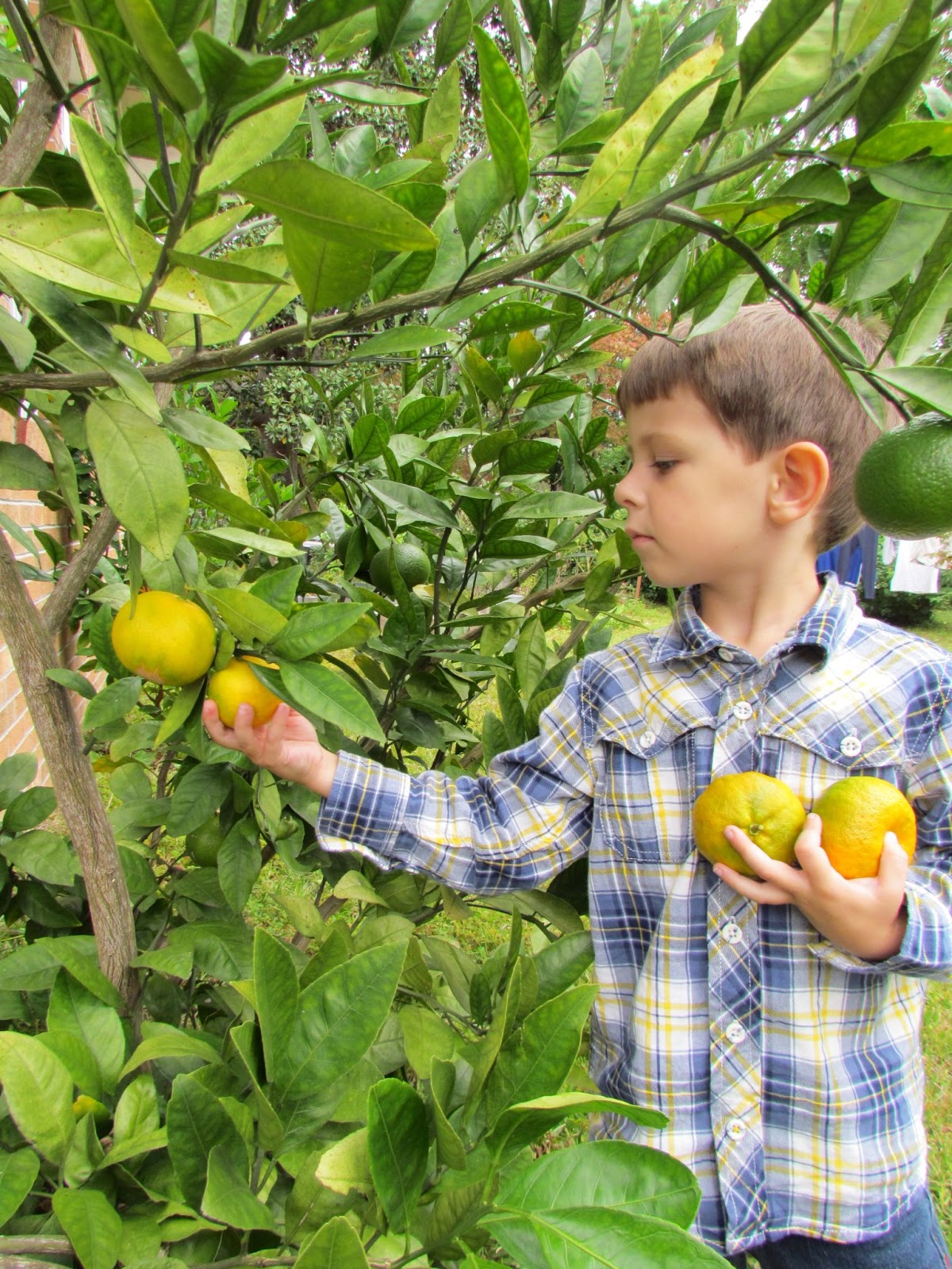 Tim's Backyard: Backyard Citrus Harvest