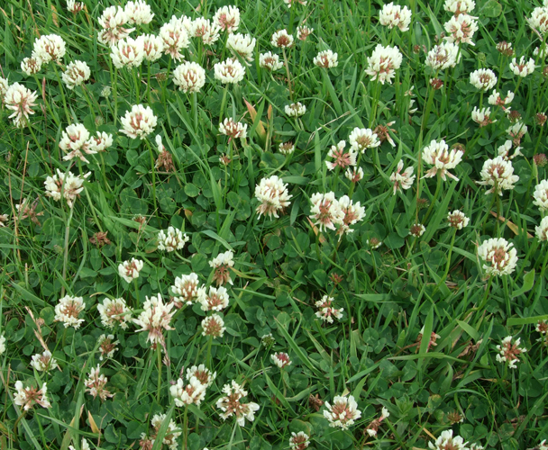 White Clover ~ Identify Lawn Weeds