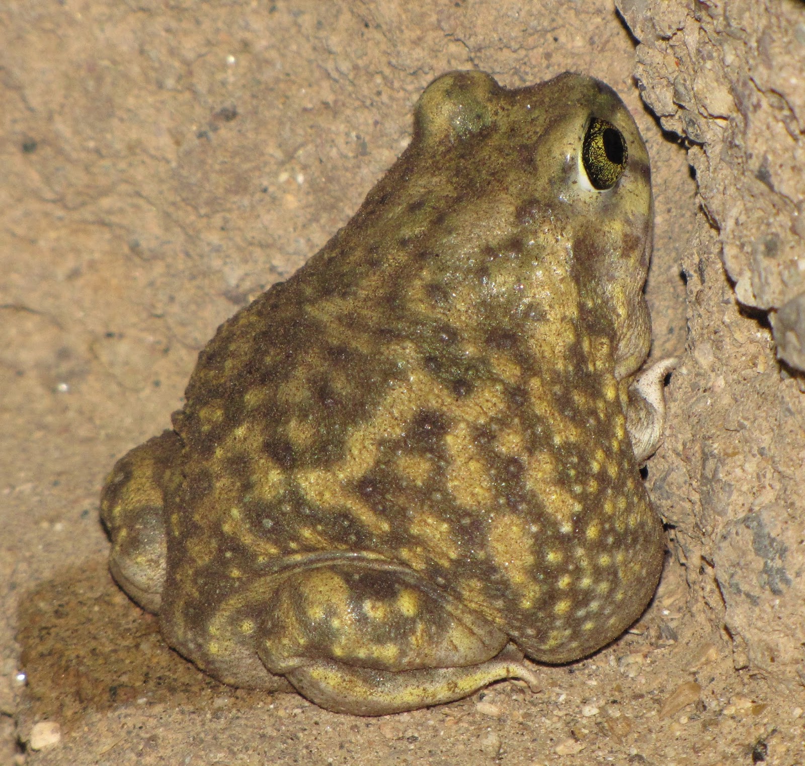 Suburban Naturalist: Toad Season