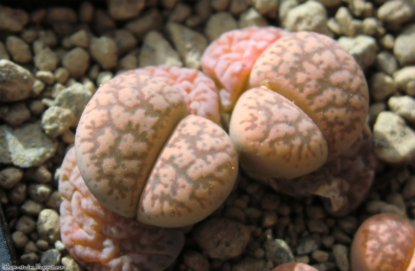 Lithops Stories: May 2017