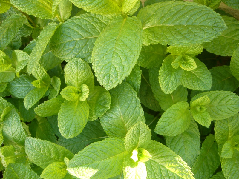 Plantas para hombres: hierbabuena