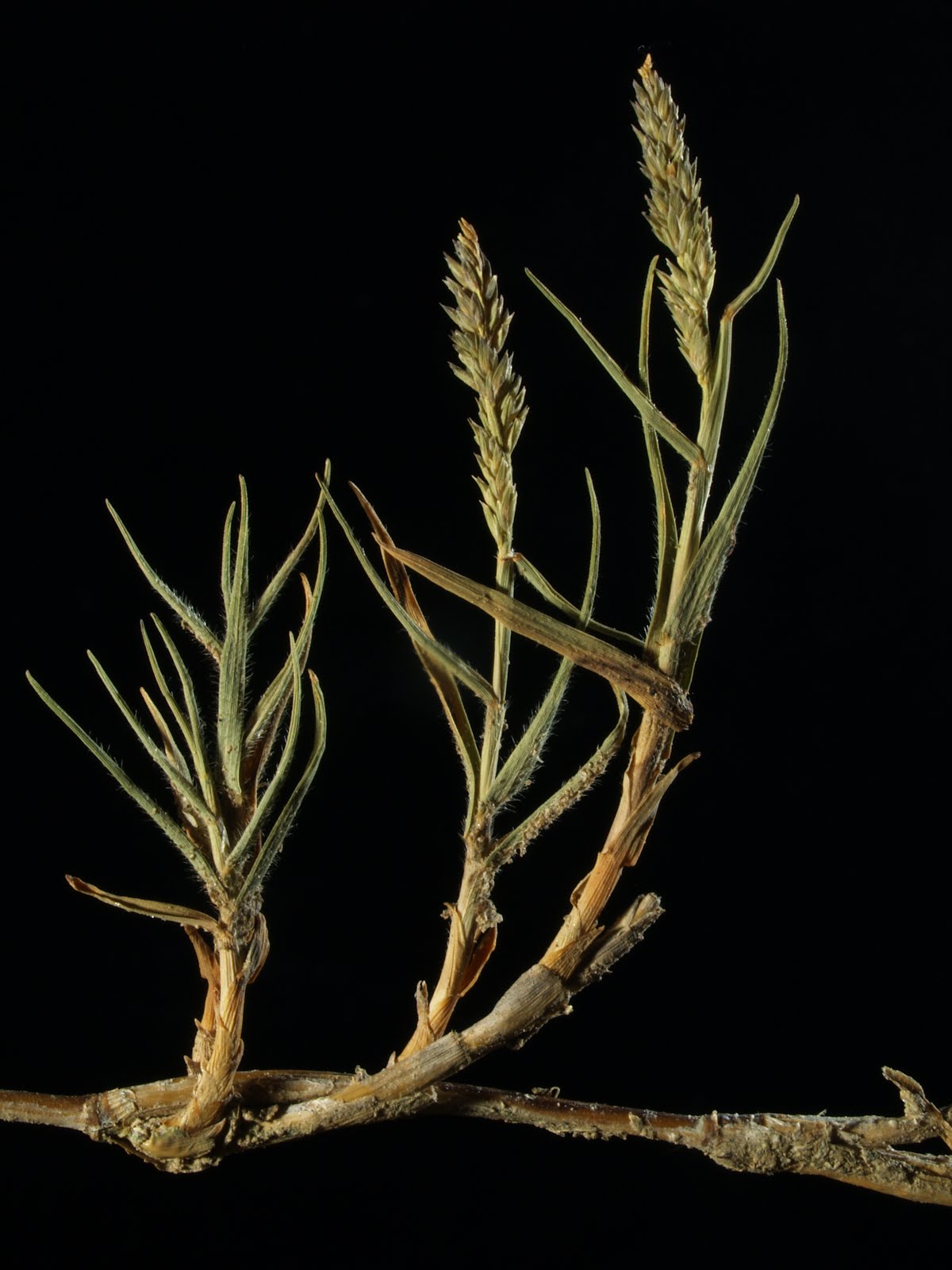 Gramíneas del Duero: Aeluropus (Chloridoideae)