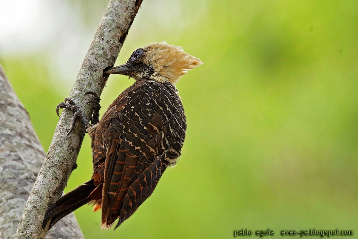 mis fotos de aves: Celeus lugubris Carpintero Real Sureño Pale-crested ...