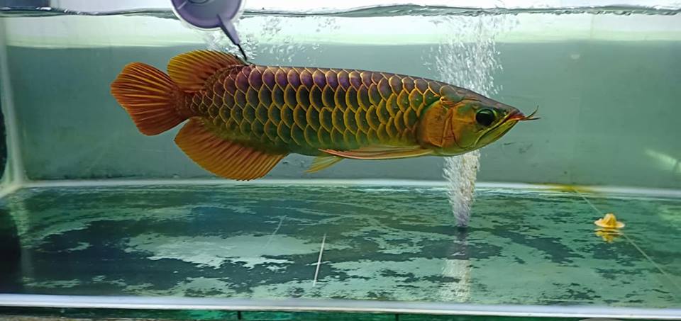 The Most Popular Types of Arowana in The World