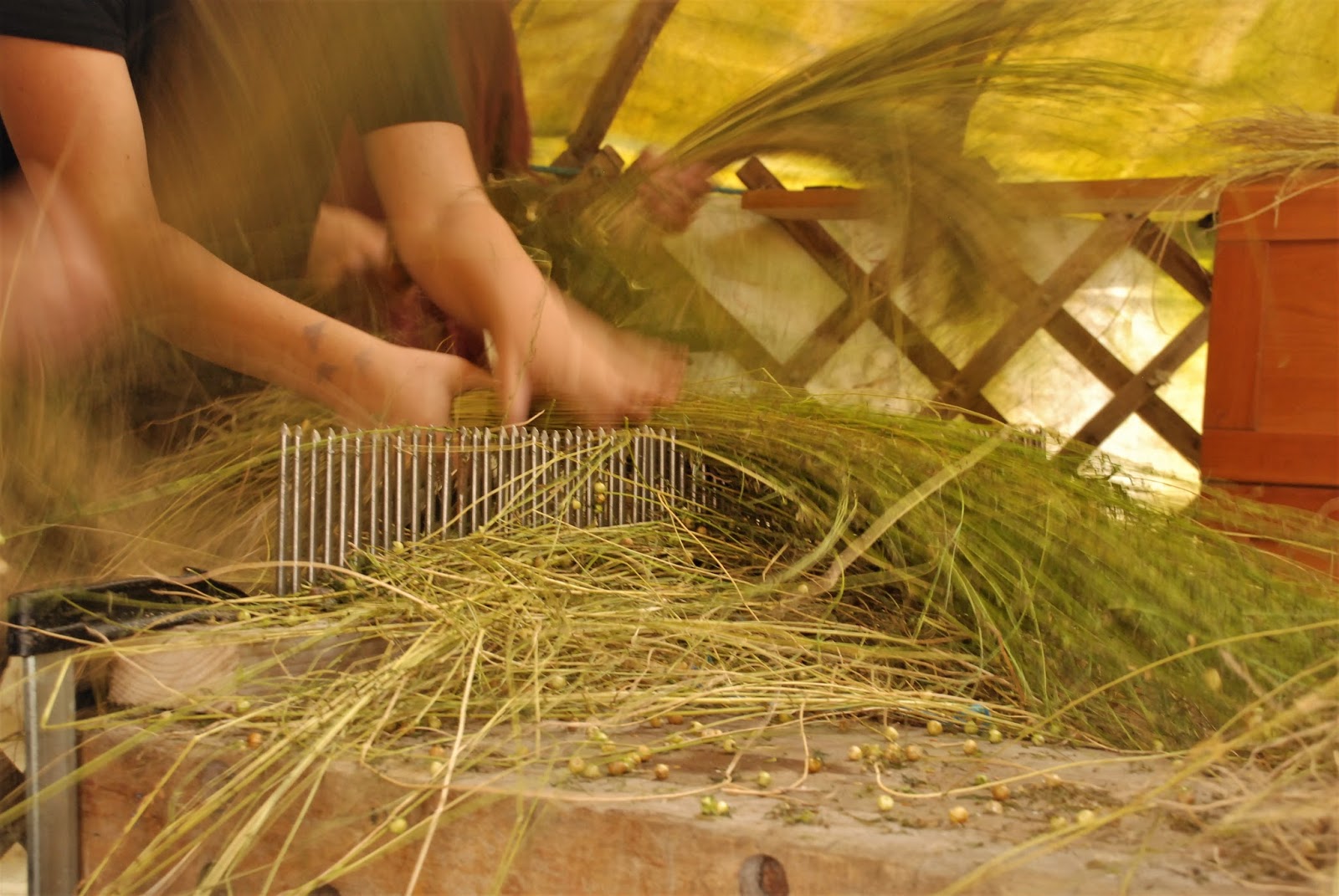 ALFA Secondary school - The Linen Project - Flax pulling, drying ...
